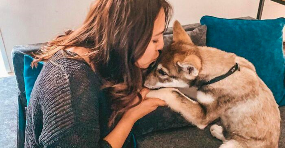 9 Reasons Why You Can’t Have Wolves as Pets, According to Science ...