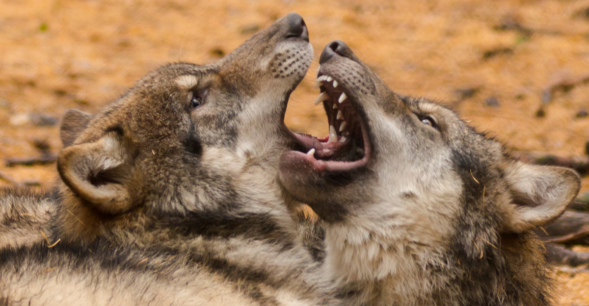 9 Reasons Why You Can’t Have Wolves as Pets, According to Science ...