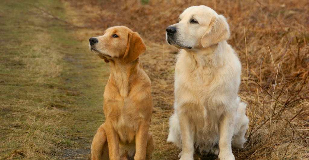 10 Dog Breeds That Are Just Like Golden Retrievers | animalplanethq.com