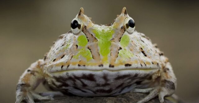 12 Facts About the Devil Frog | animalplanethq.com