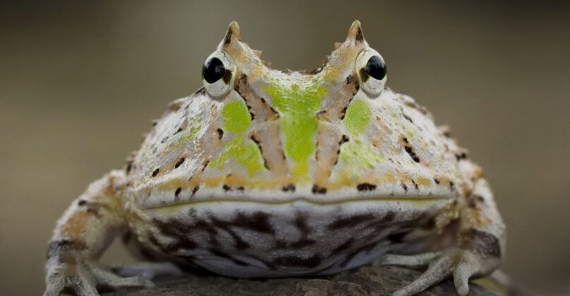 12 Facts About the Devil Frog | animalplanethq.com