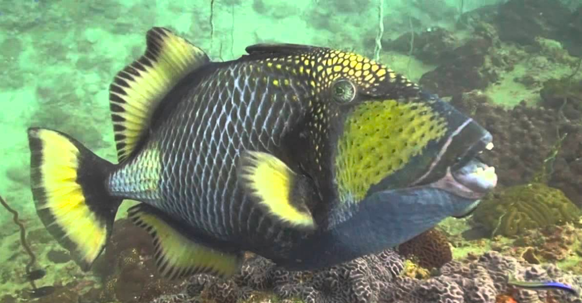 12 Deadliest Sea Creatures – The Most Dangerous Animals in the Ocean ...
