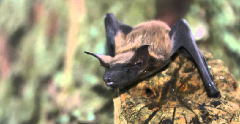 12 Animals That Would Thrive In Nuclear Fallout | animalplanethq.com