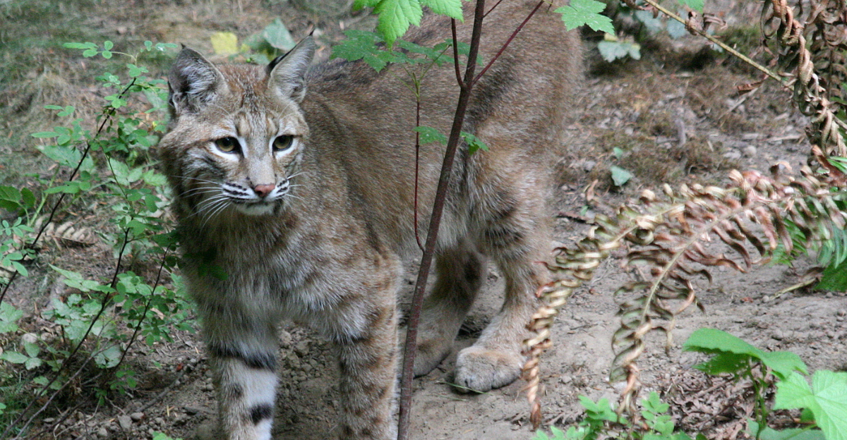 Bobcats vs. Coyotes: How These Predators Differ and Interact ...