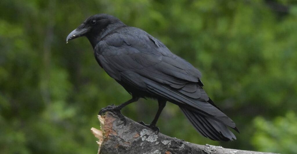 12 Fascinating Ways Crows Interact with Humans | animalplanethq.com