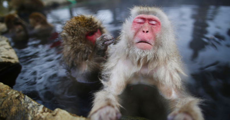 12 Animals That Would Thrive In Nuclear Fallout | animalplanethq.com