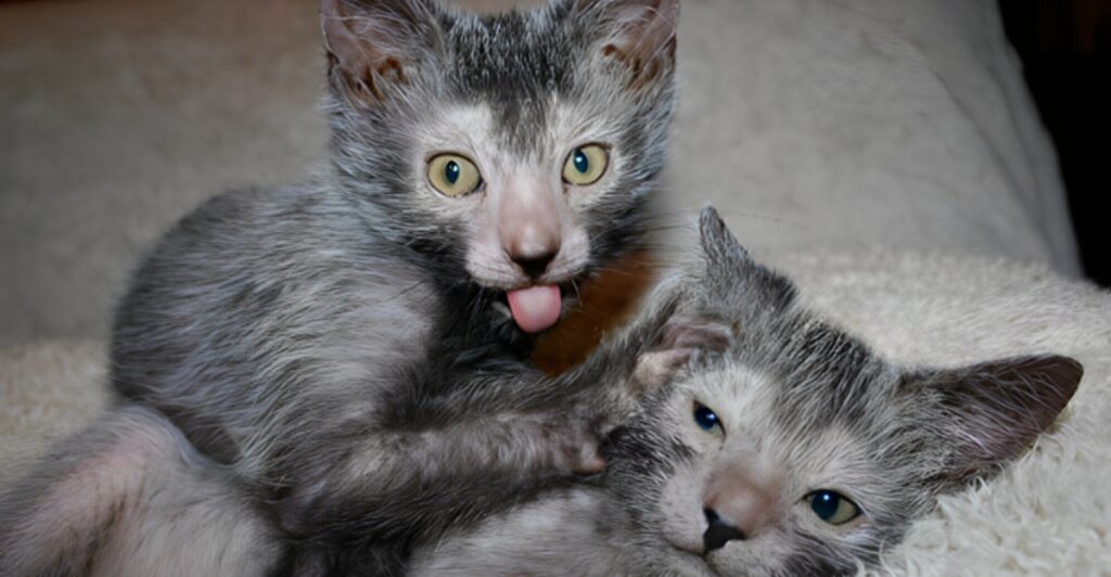 The 12 Newest Cat Breeds Discovered | animalplanethq.com