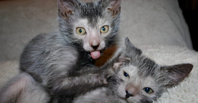 The 12 Newest Cat Breeds Discovered | animalplanethq.com