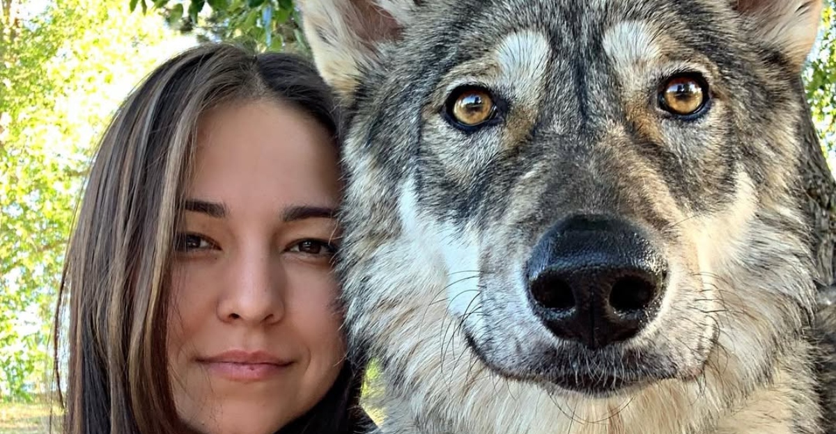 9 Reasons Why You Can’t Have Wolves as Pets, According to Science ...