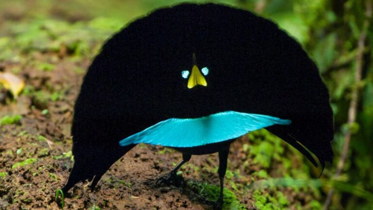 10 Distinct and Rare Animals That Stand Out in a Crowd | animalplanethq.com