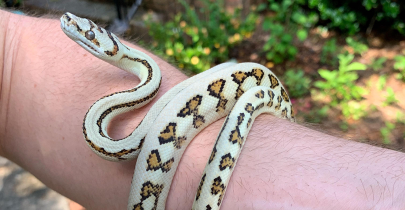 The 12 Friendliest Snakes That Love Human Interaction | animalplanethq.com