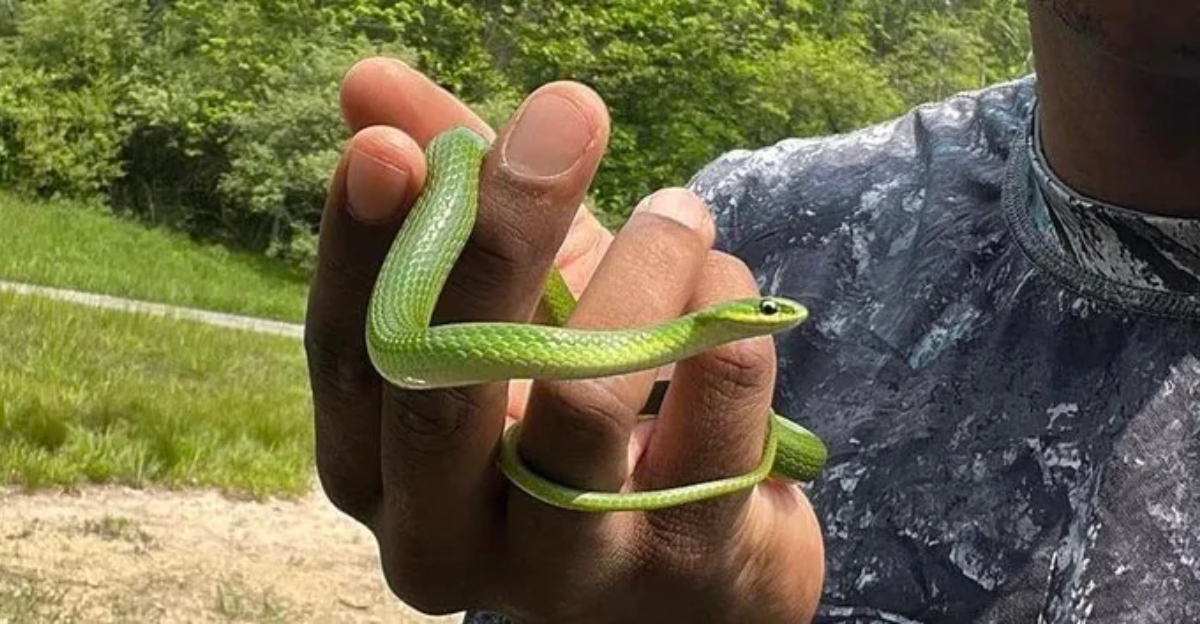 The 12 Friendliest Snakes That Love Human Interaction | animalplanethq.com