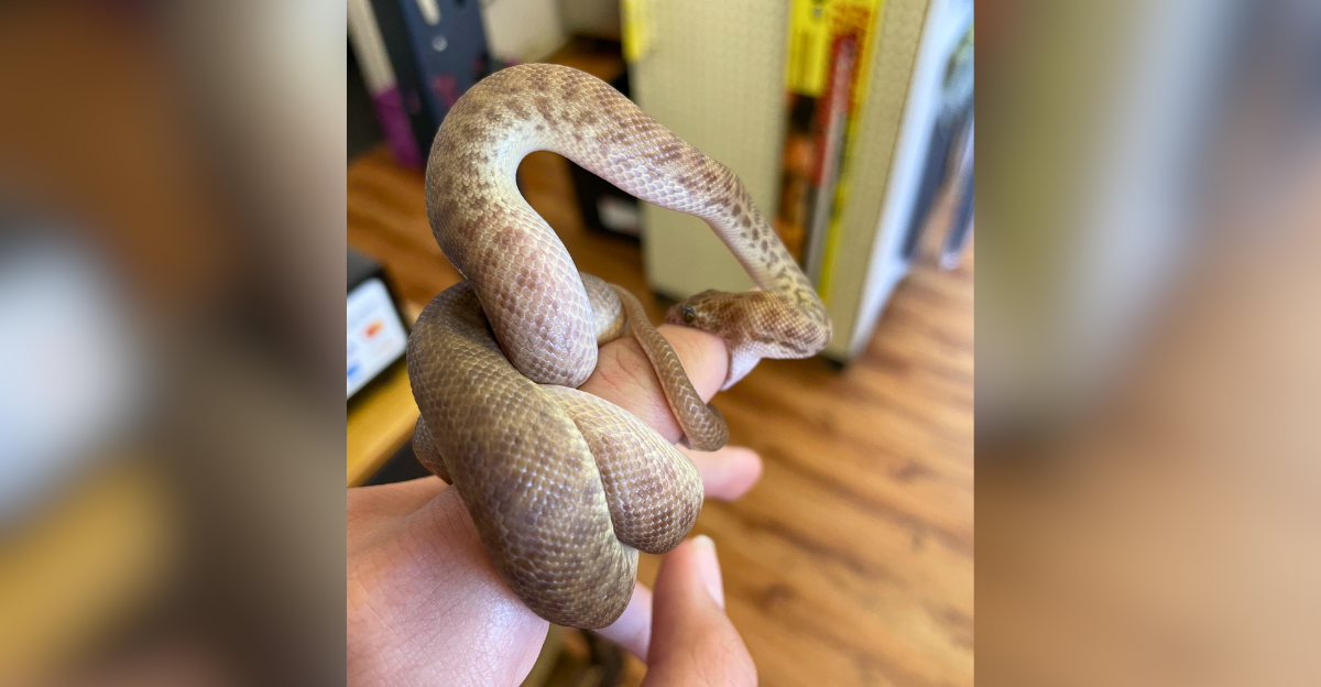 The 12 Friendliest Snakes That Love Human Interaction | animalplanethq.com