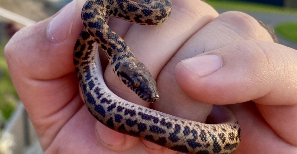 The 12 Friendliest Snakes That Love Human Interaction | animalplanethq.com