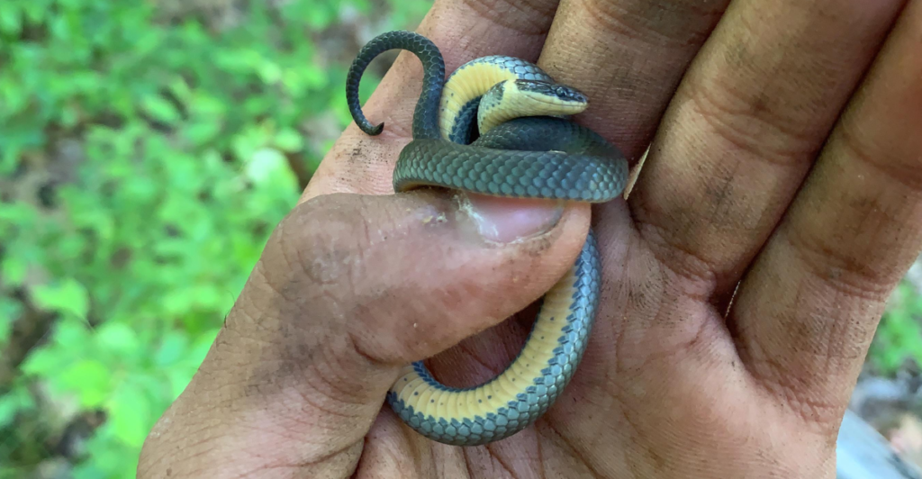 The 12 Friendliest Snakes That Love Human Interaction | animalplanethq.com
