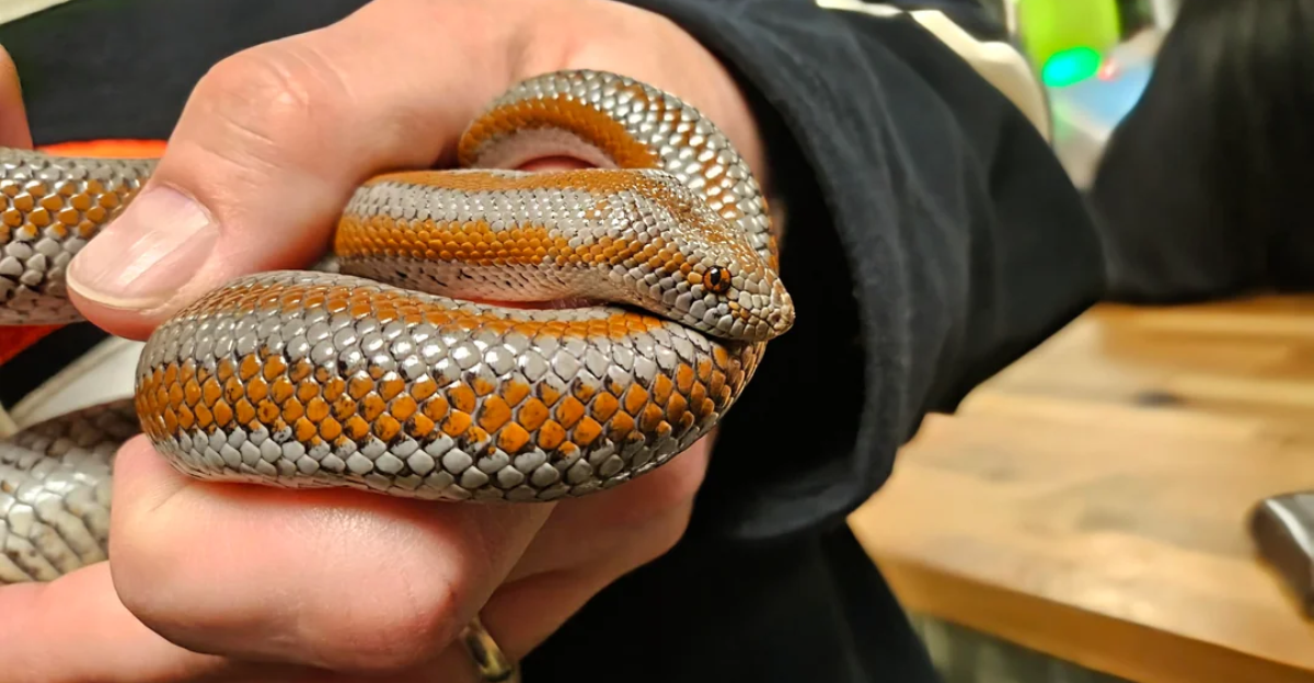 The 12 Friendliest Snakes That Love Human Interaction | animalplanethq.com