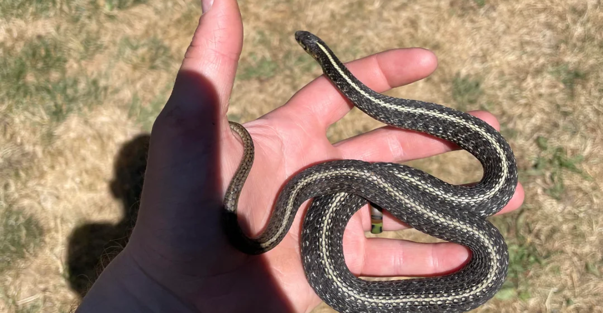 The 12 Friendliest Snakes That Love Human Interaction | animalplanethq.com