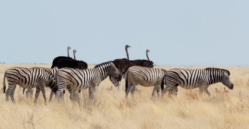 10 Animal Duos Working Together to Survive and What We Can Learn from ...