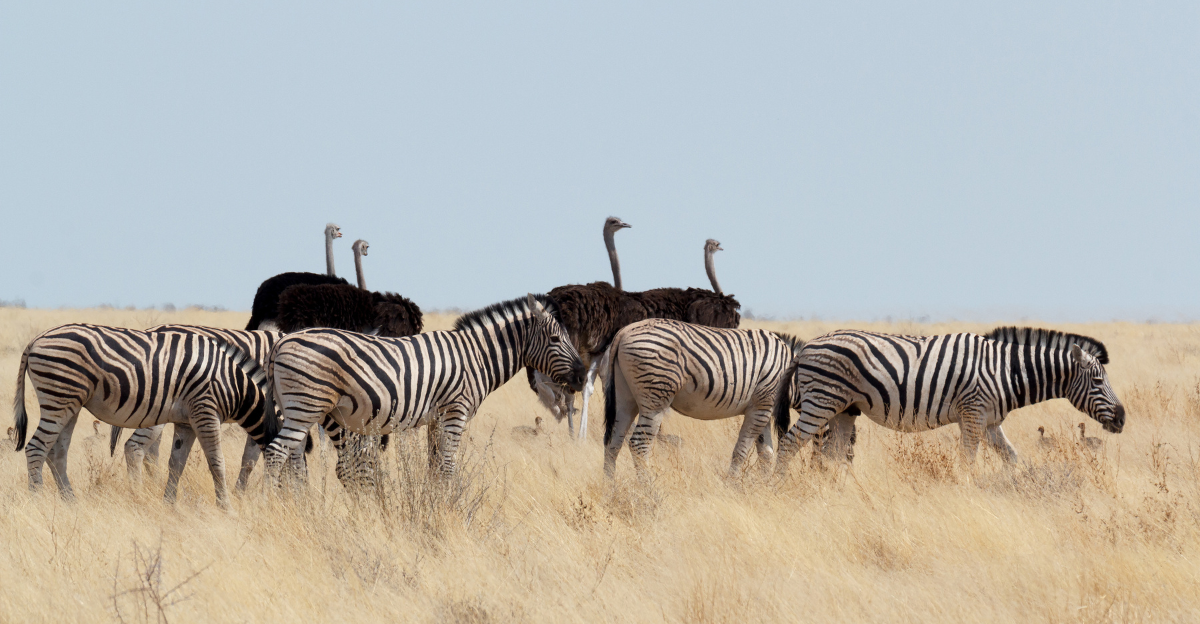 10 Animal Duos Working Together to Survive and What We Can Learn from ...