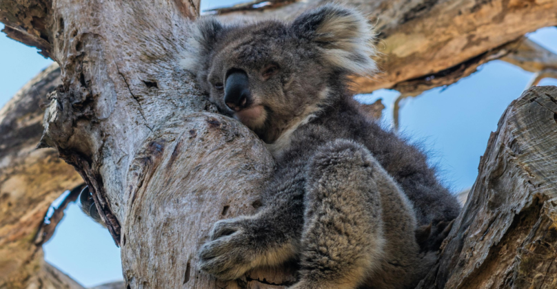 Top 10 Laziest Animals in the World and Where to Find Them ...