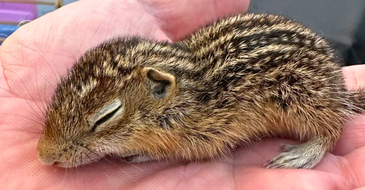 12 Animals You Can Take from the Wild and Keep as Pets in the U.S ...