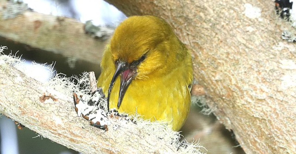 12 Birds With Fascinating and Unusual Beaks | animalplanethq.com