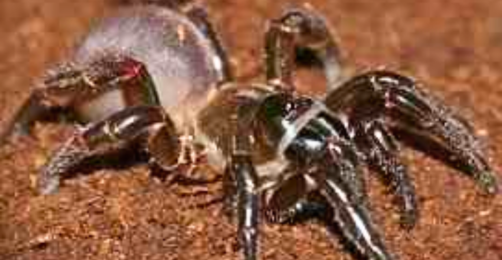 12 Crafty Ways Animals Hunt Their Prey – Nature’s Most Ingenious ...