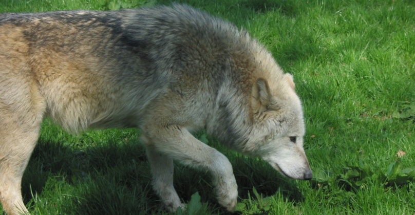 9 Amazing Wolf Adaptations for Survival | animalplanethq.com