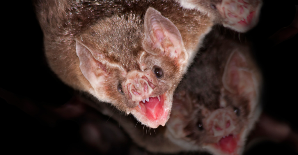 The 12 Vampires of the Animal Kingdom – Creatures That Feed on Blood ...