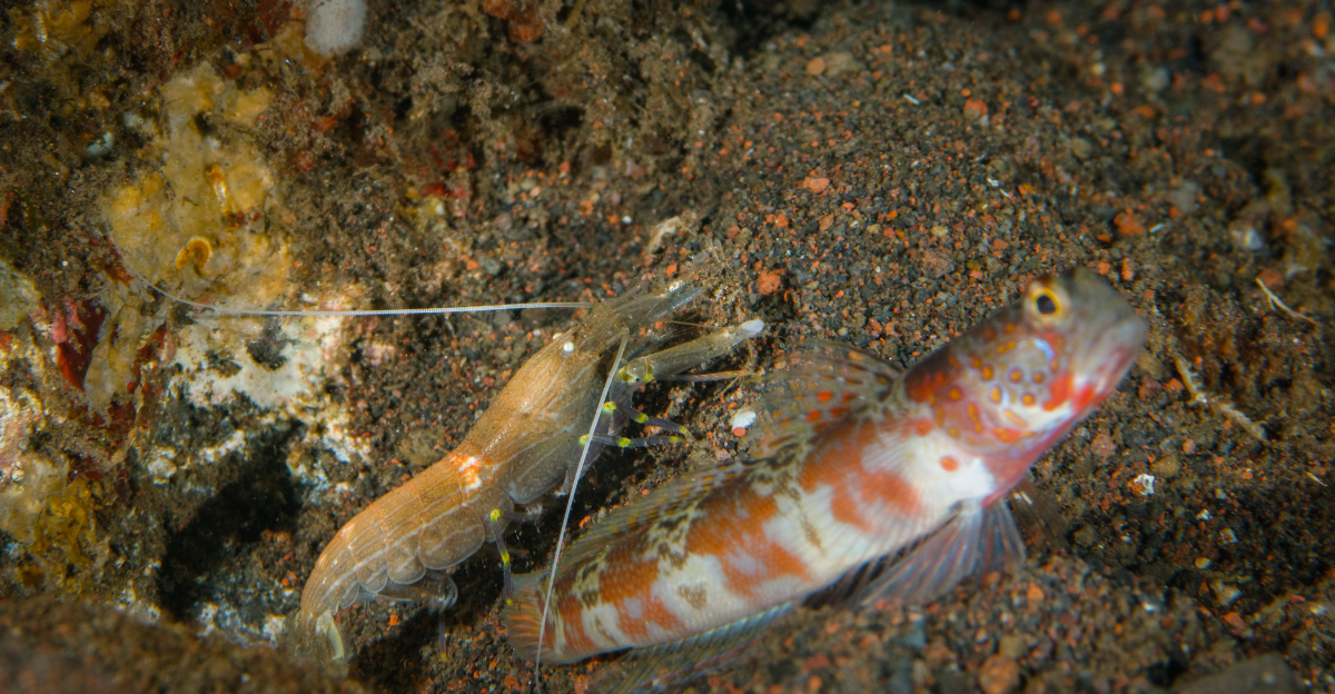 10 Animal Duos Working Together to Survive and What We Can Learn from ...