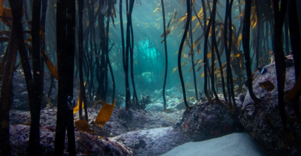 12 Mysterious Underwater Forests Lurking Beneath Lakes | animalplanethq.com