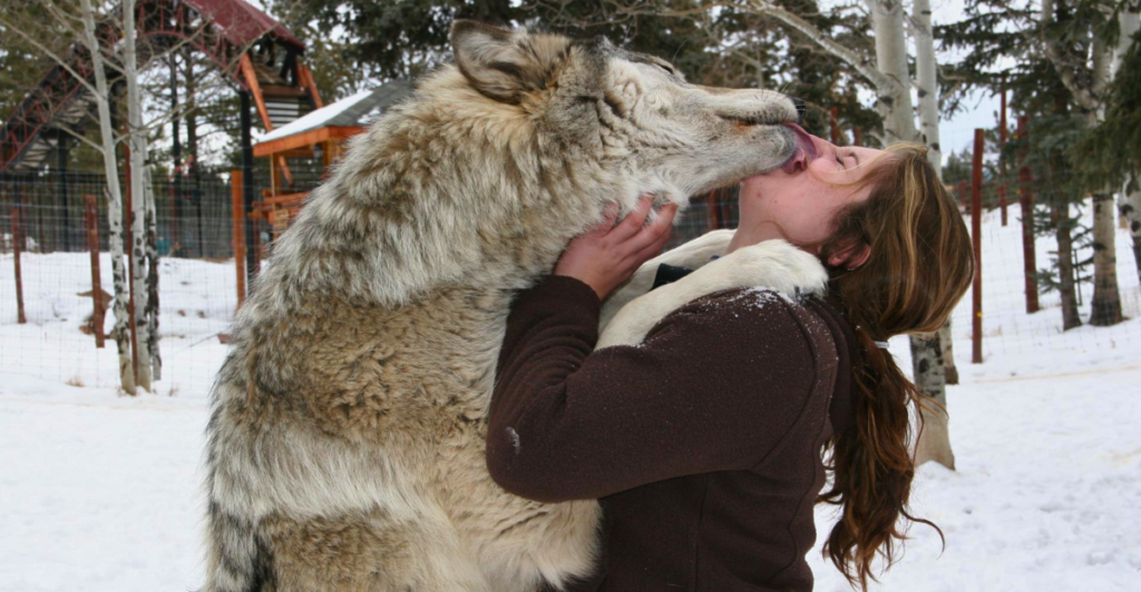 10 Animals That Actively Hunt Humans | animalplanethq.com