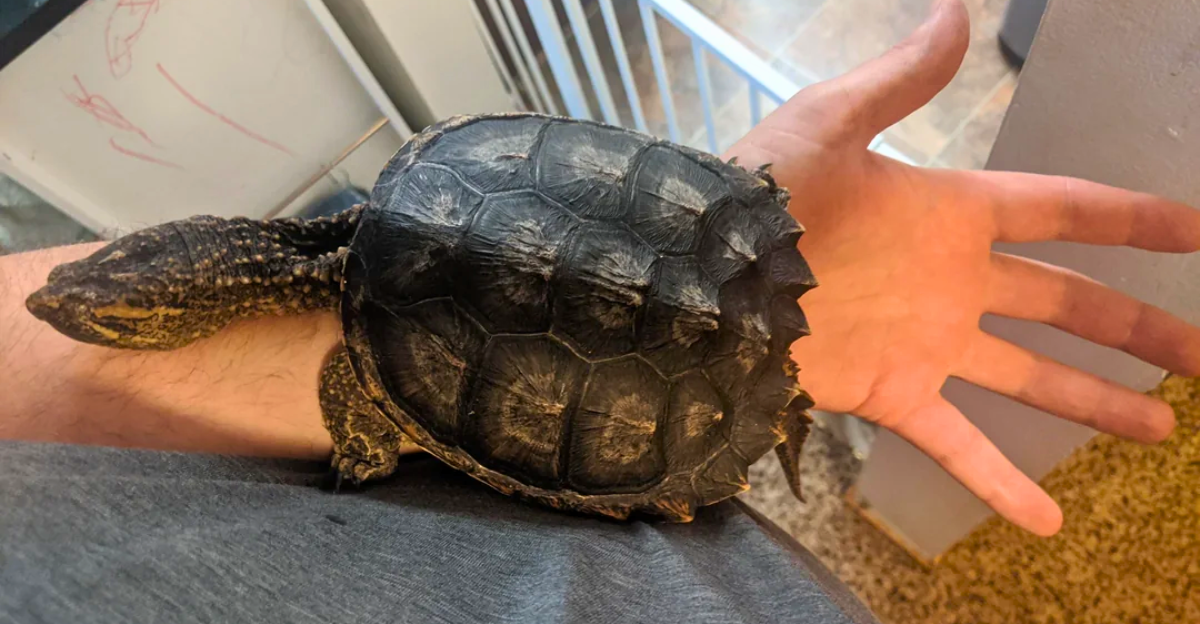 12 Animals You Can Take from the Wild and Keep as Pets in the U.S ...