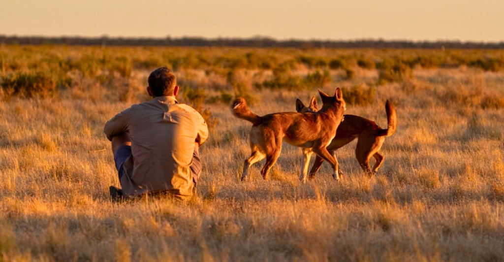 10 Animals That Actively Hunt Humans | animalplanethq.com