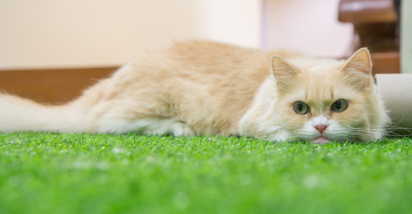 12 Glamorous Ginger Cat Breeds And What You Should Know Before Getting ...