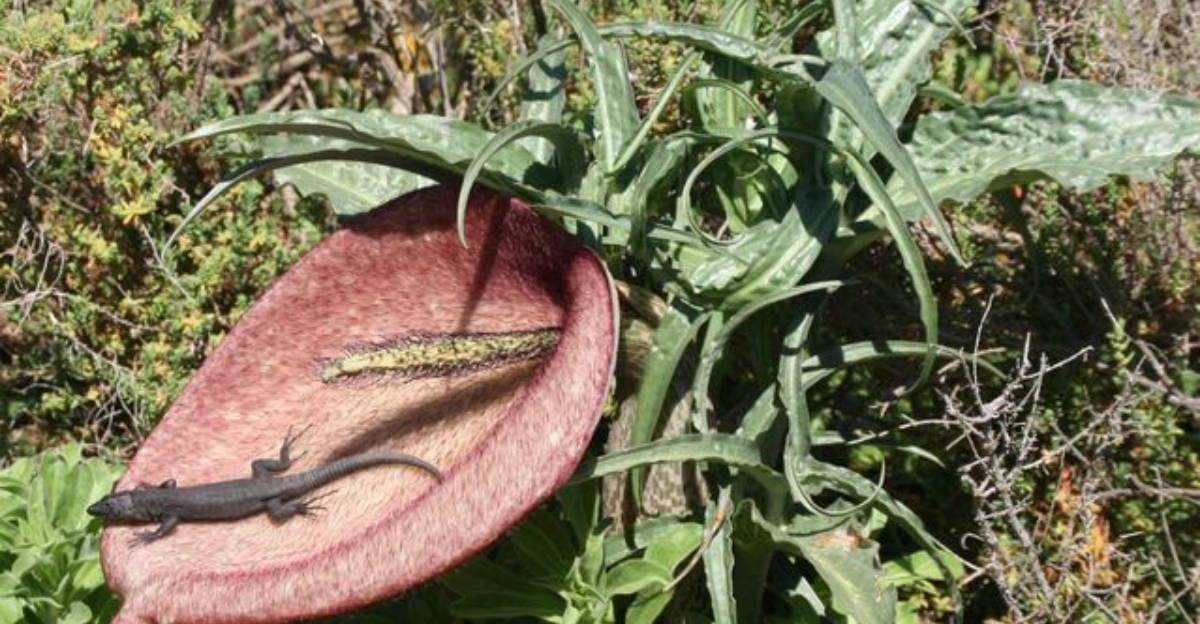 10 Animal Duos Working Together to Survive and What We Can Learn from ...