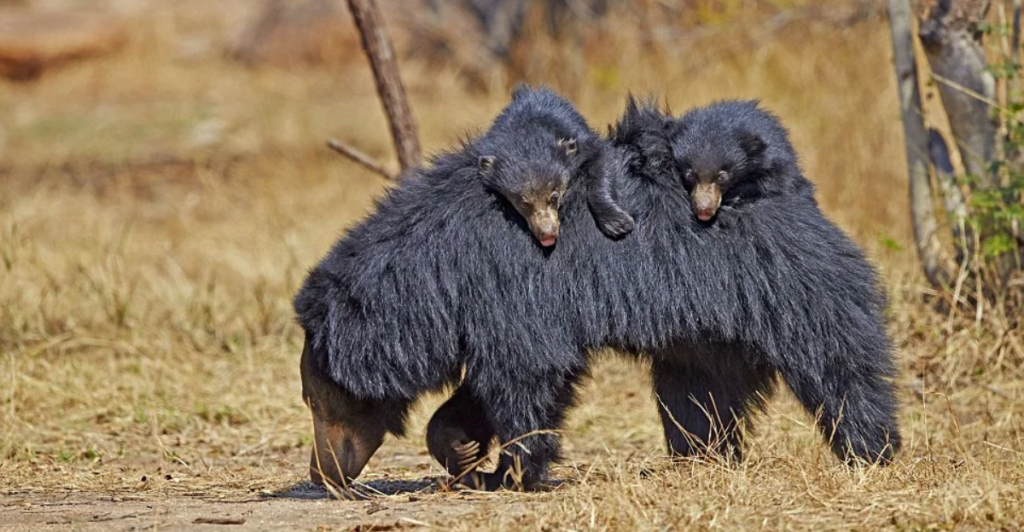 10 Animals That Actively Hunt Humans | animalplanethq.com
