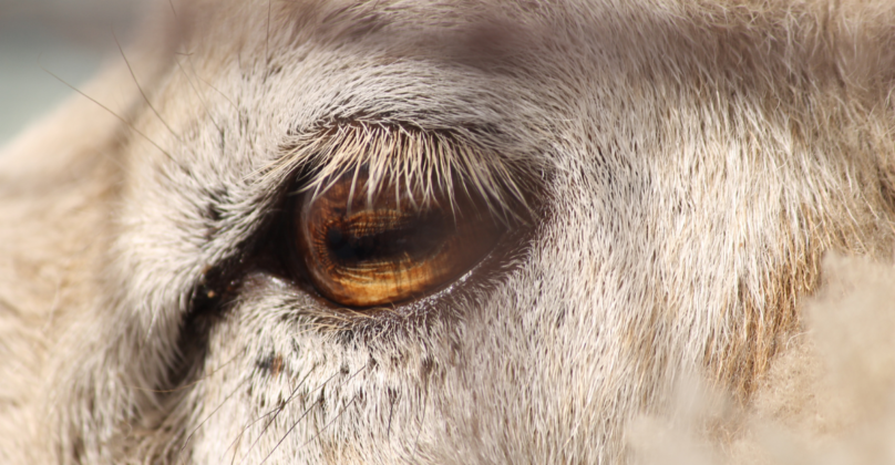 12 Fascinating Ways Animals See the World Differently Than Humans ...