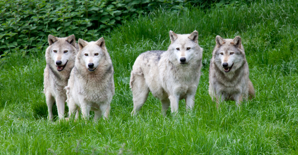 11 Fascinating Facts About Wolves You Probably Didn’t Know ...