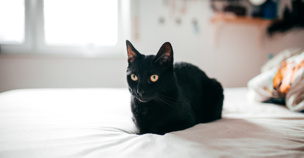 12 Most Aggressive Cat Breeds – Fierce Felines That Are Not for ...