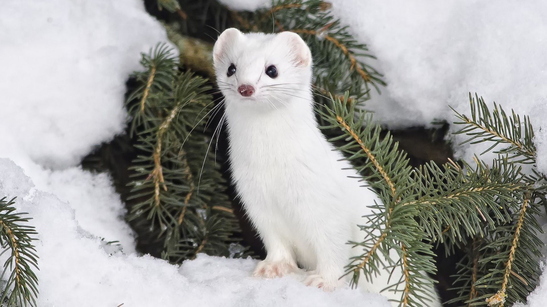 The List of Animals That Turn White in Winter to Survive ...