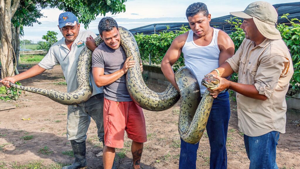 The Four Most Impressive Species of Anacondas | animalplanethq.com