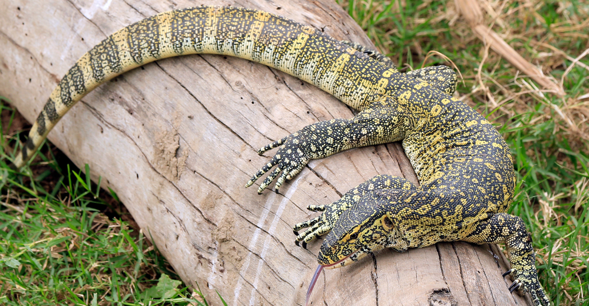 Top 13 Best Giant Pet Lizards You Can Own | animalplanethq.com