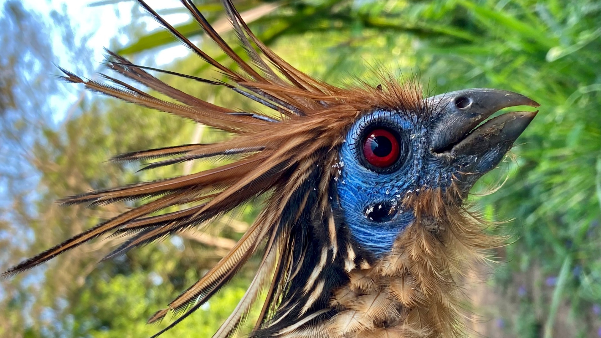 Top 10 Smelliest Animals in the World | animalplanethq.com