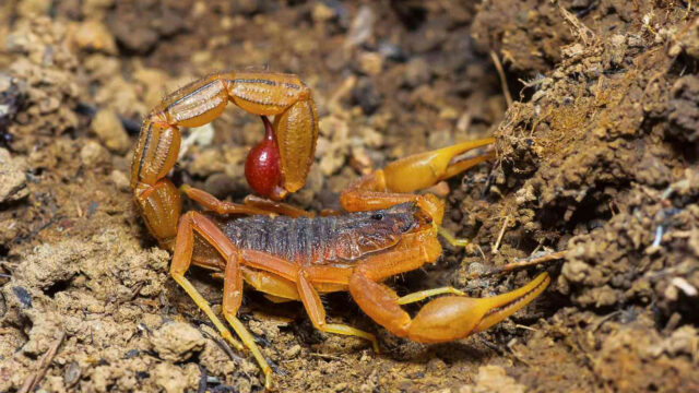 10 Deadliest Animals to Humans – The World’s Most Lethal Creatures ...