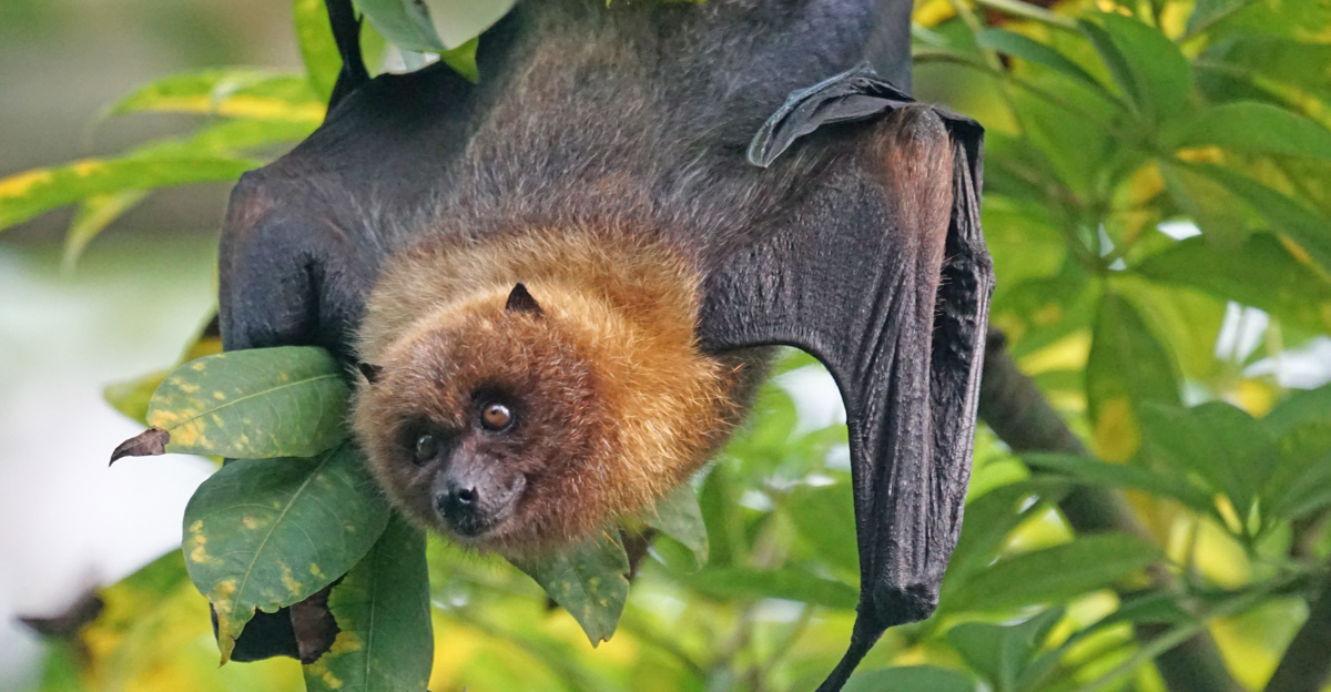 11 Iconic Flying Mammals and Where They Thrive | animalplanethq.com