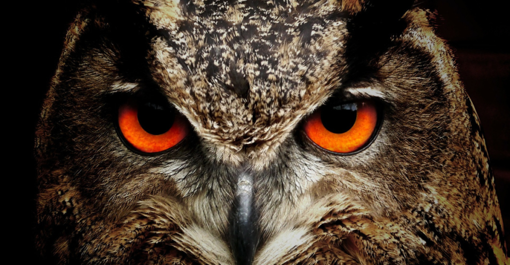 12 Fascinating Ways Animals See the World Differently Than Humans ...