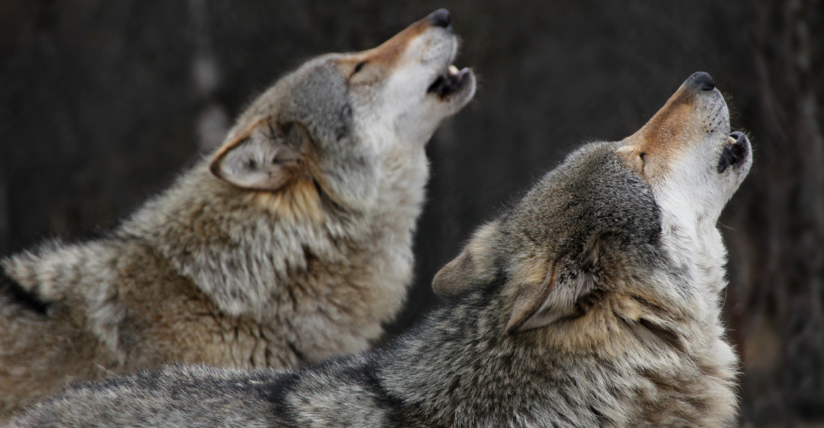 Who Hunts the Hunters? Predators That Can Take Down Wolves ...