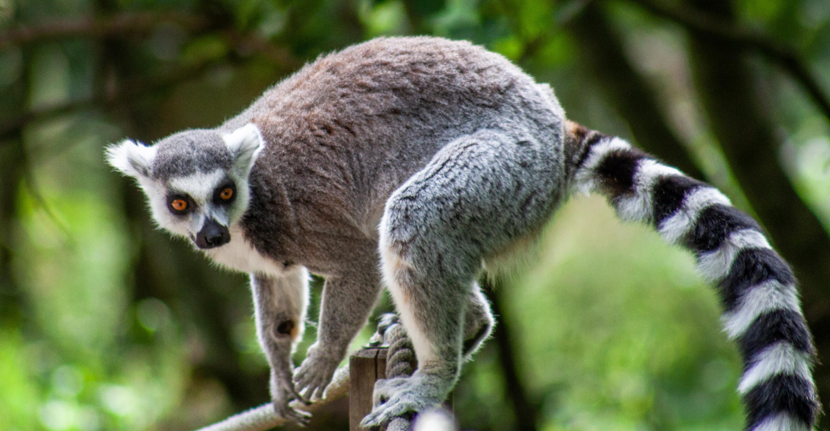 10 Animals That Share Surprising Similarities with Humans – Closest ...