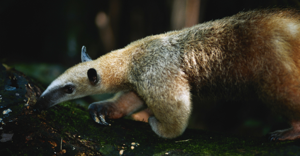 Top 10 Smelliest Animals in the World | animalplanethq.com